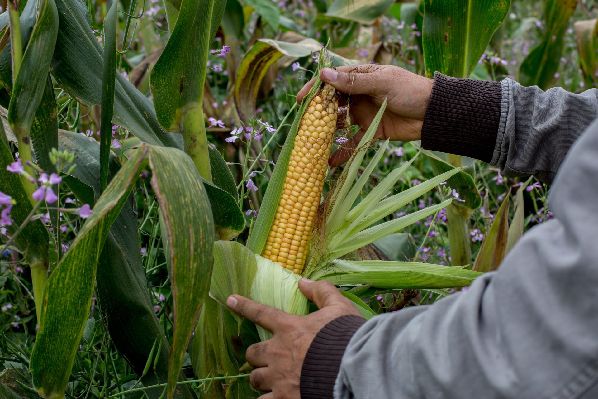 8 crops endangered by climate change - Action Against Hunger