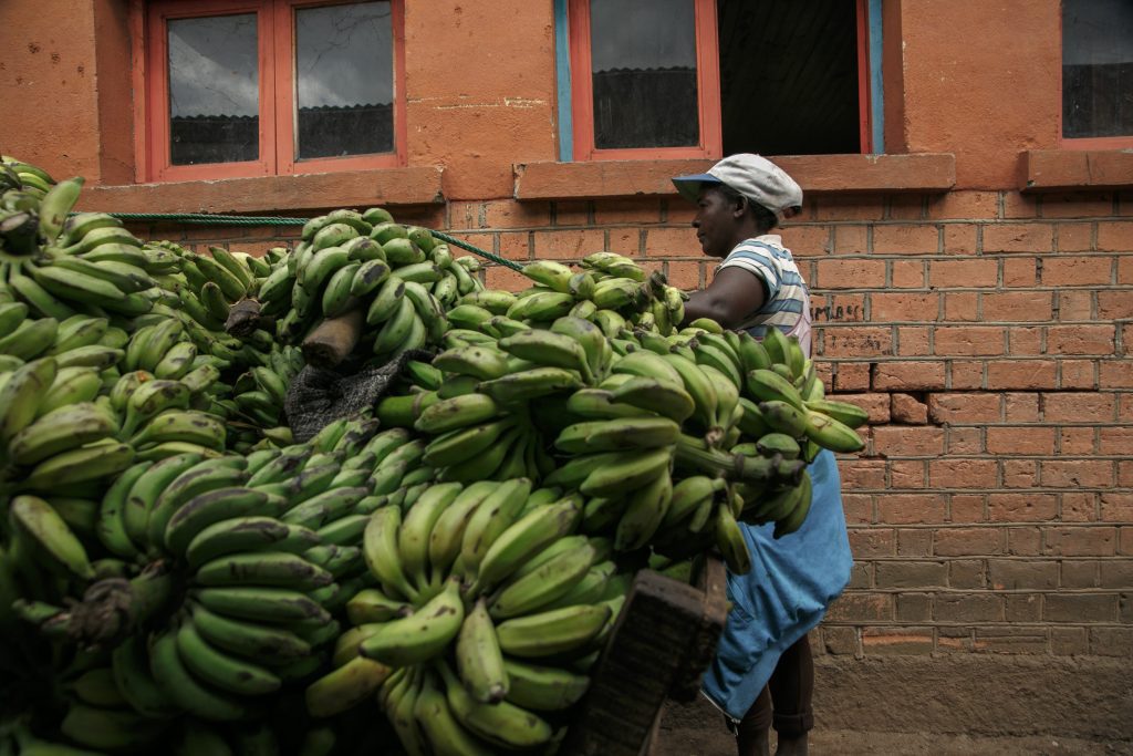 8 crops endangered by climate change - Action Against Hunger