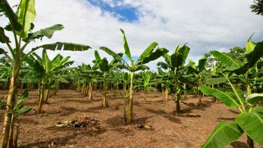 8 crops affected by climate change: Agriculture at risk