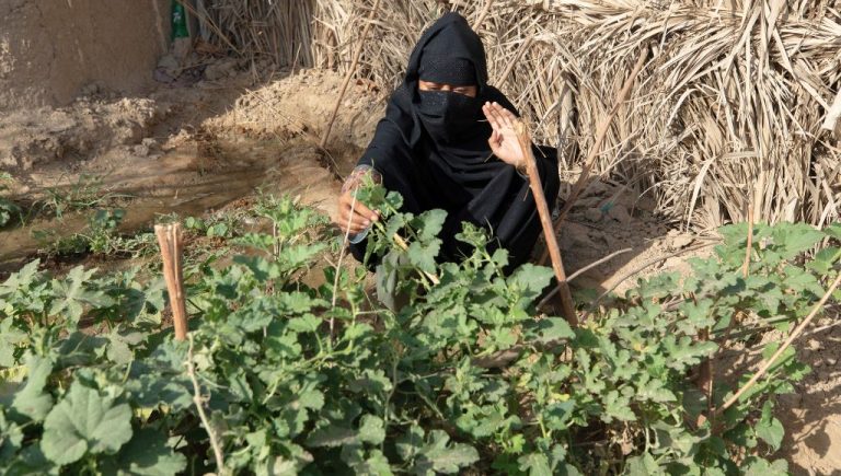 8 crops affected by climate change: Agriculture at risk