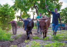 8 crops affected by climate change: Agriculture at risk